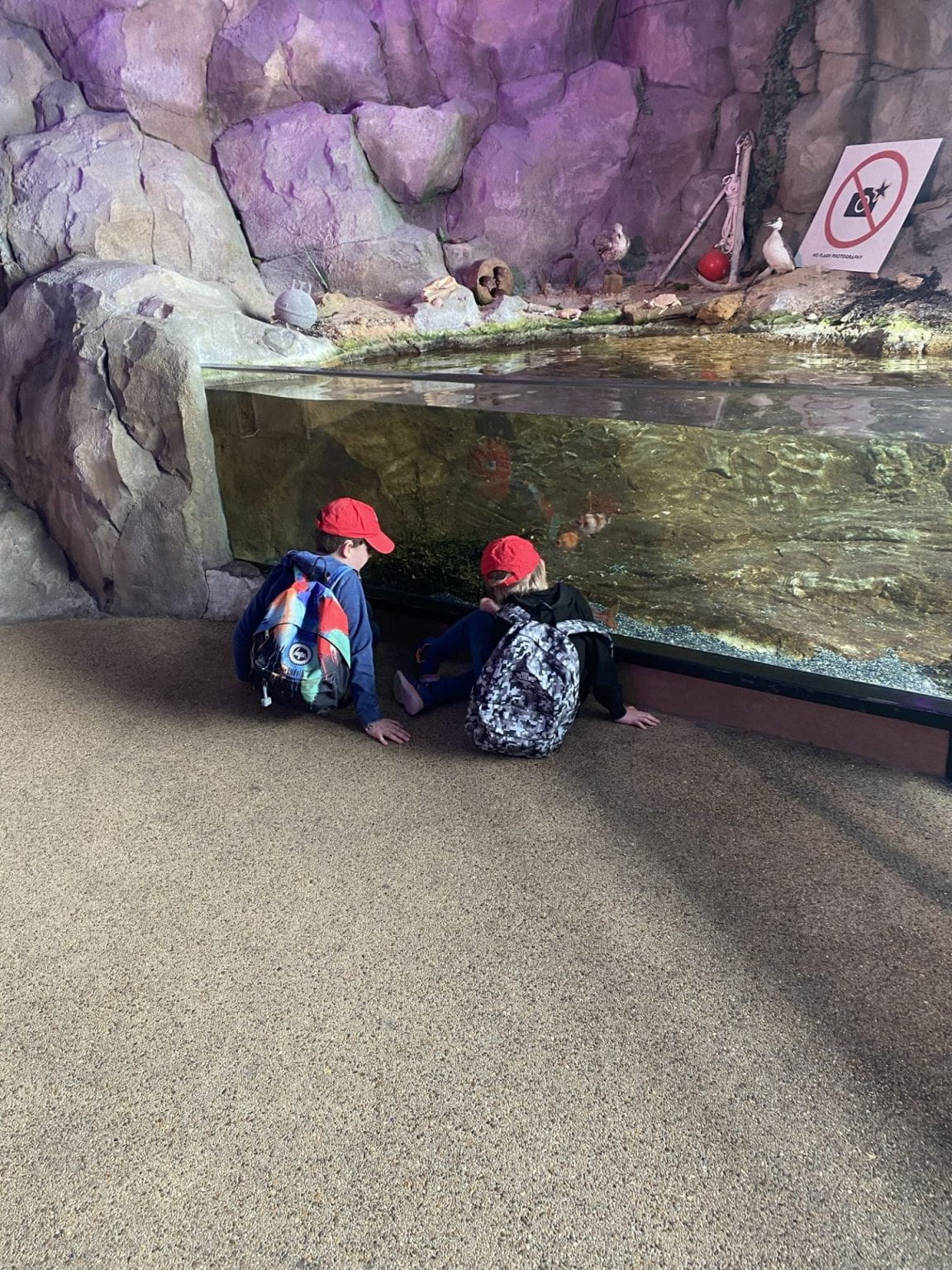 Visiting the rock pools – Village Schools Partnership Blog